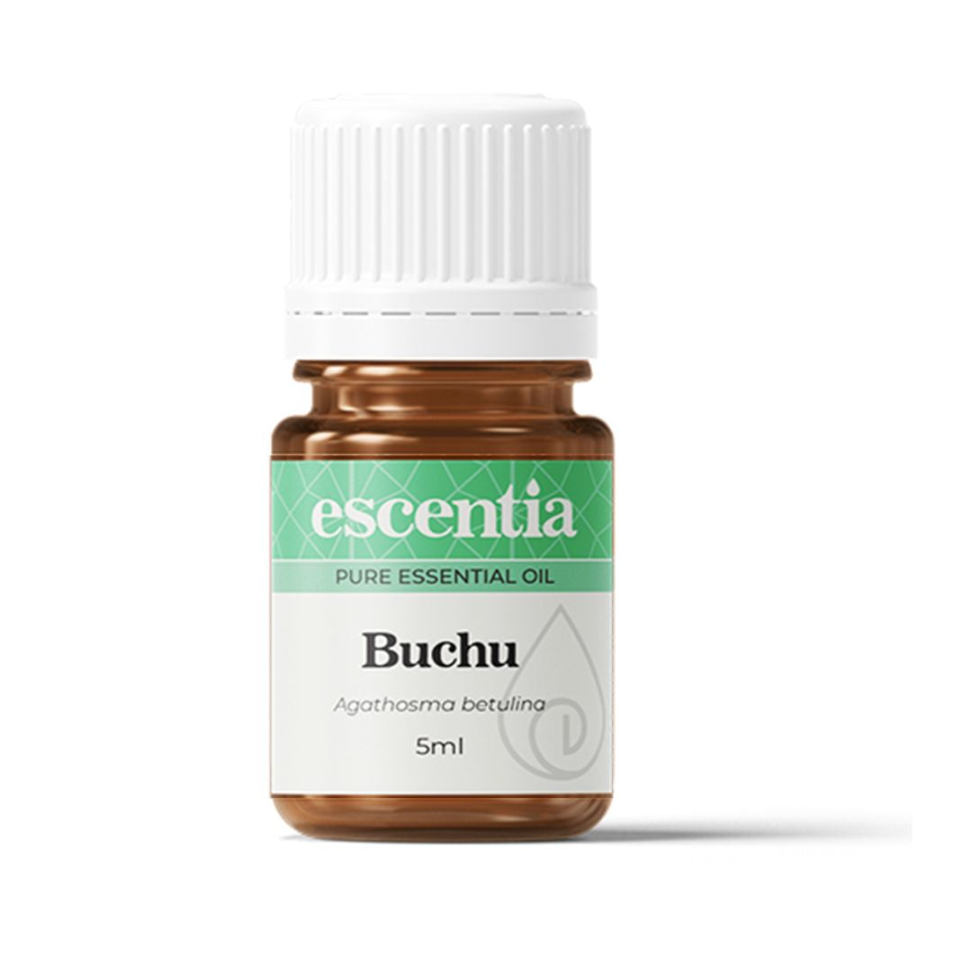 Buy Pure Buchu Essential Oil - Natural Healing & Wellness