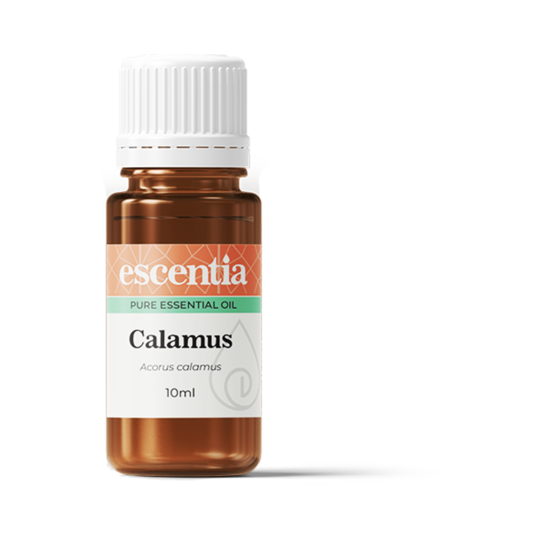 Buy Pure Calamus Essential Oil - Skin Rejuvenation & Mental Clarity