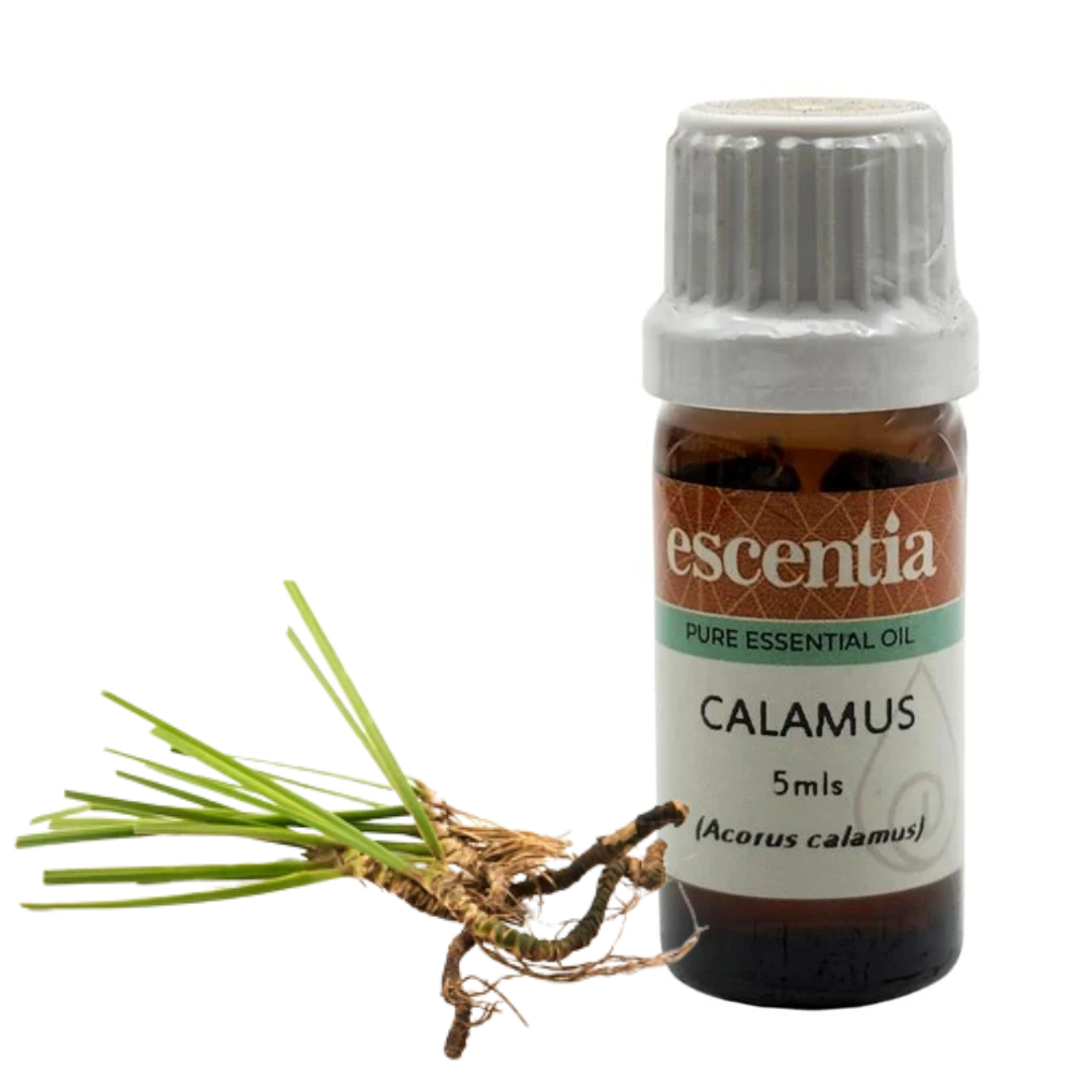 Escentia Calamus Pure Essential Oil – Secret Sense